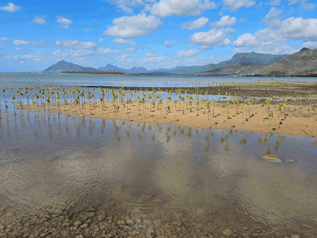 TUI Forest Mauritius - TUI Care Foundation