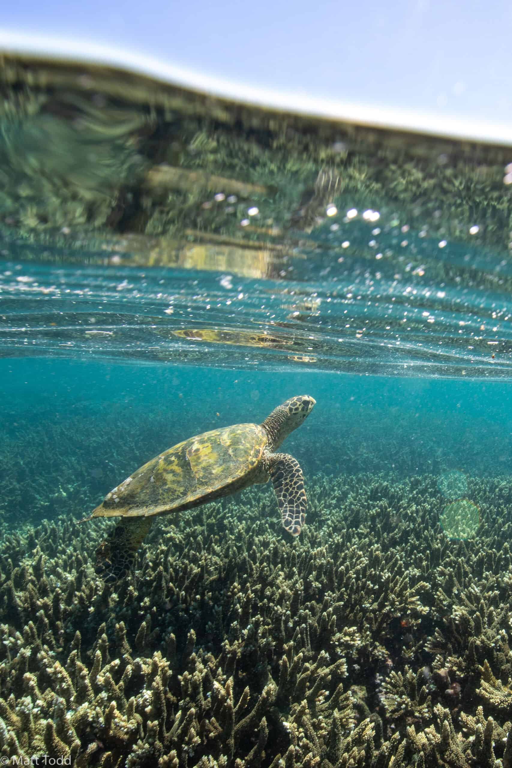 Marine protection in Mozambique: TUI Care Foundation launches ...