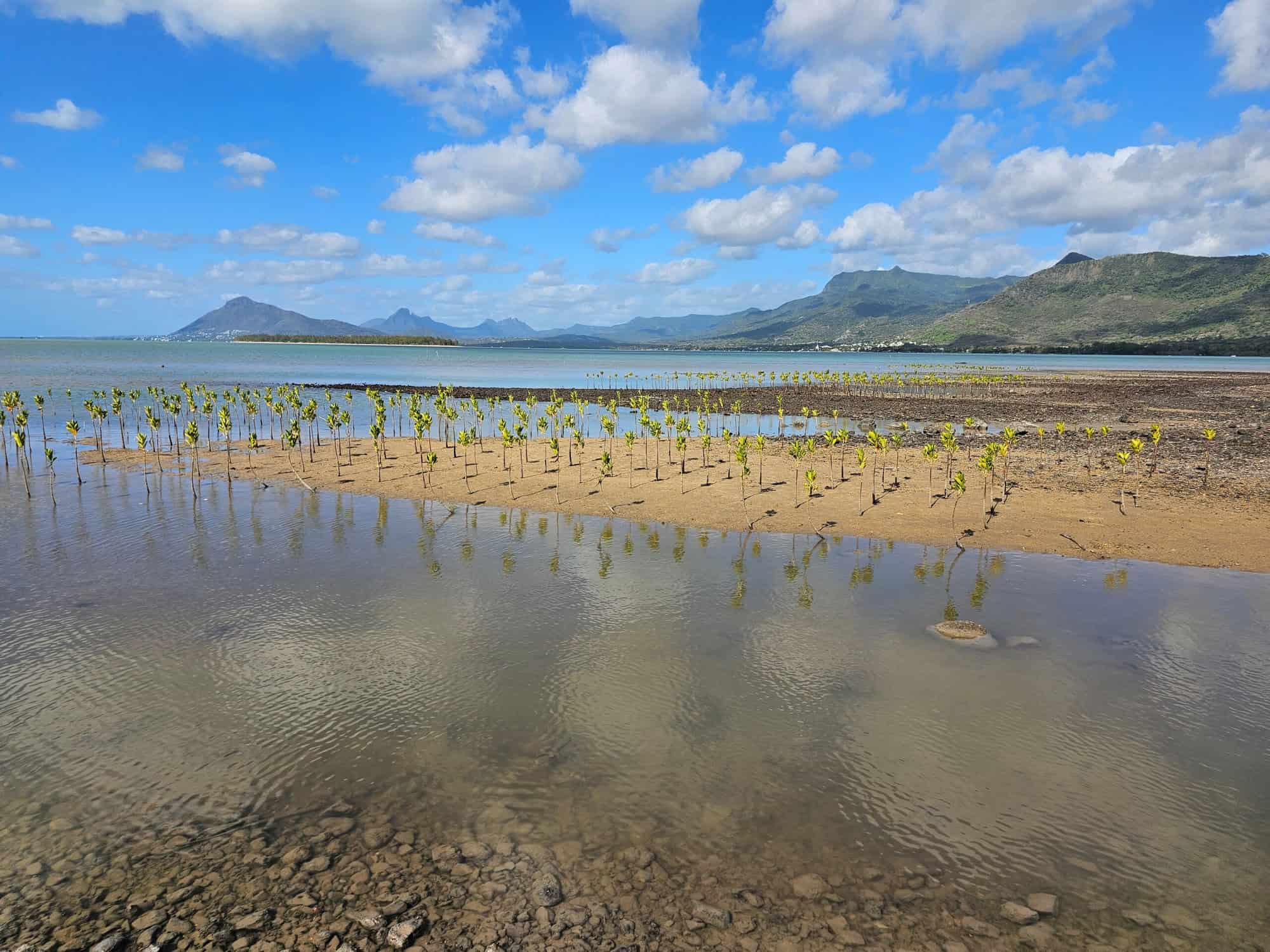 Reforesting and protecting Mangroves: TUI Care Foundation launches new TUI Forest Projects in ...